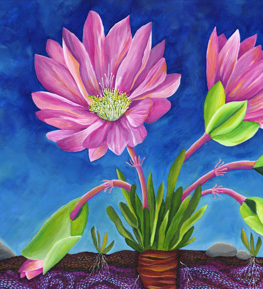 Bitterroot - print – Julene Ewert